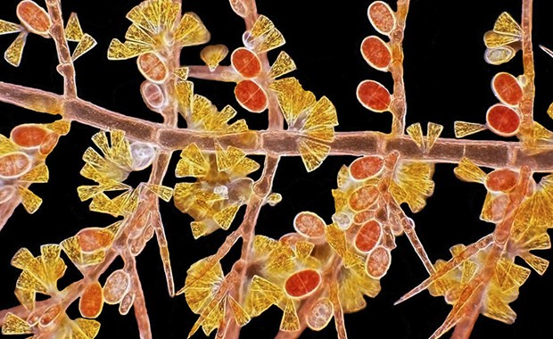 2013 Olympus BioScapes Digital Imaging Competition - BountyHunter